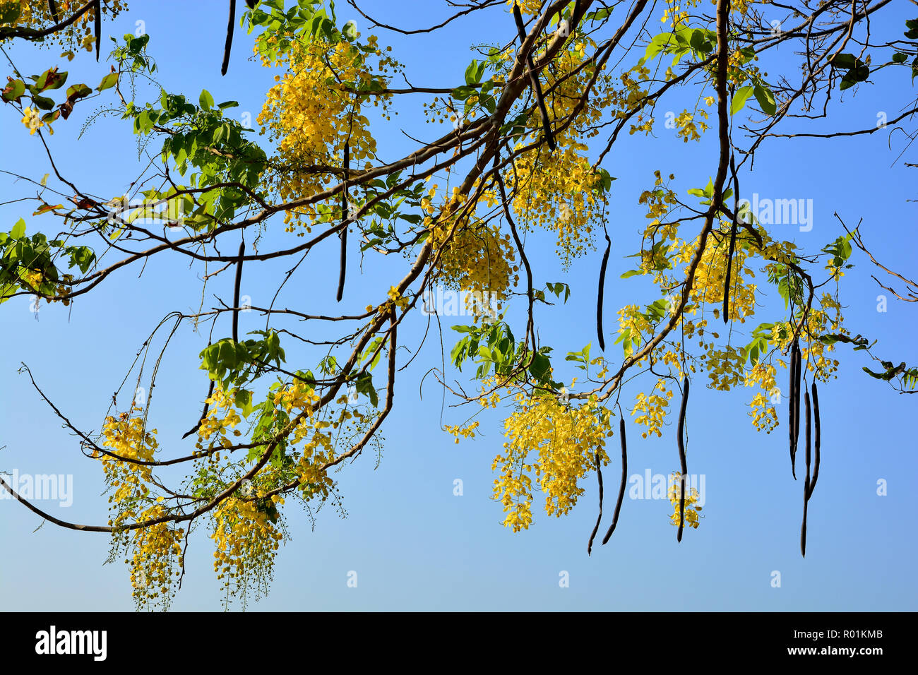 Cassia Bark Tree High Resolution Stock Photography and Images - Alamy