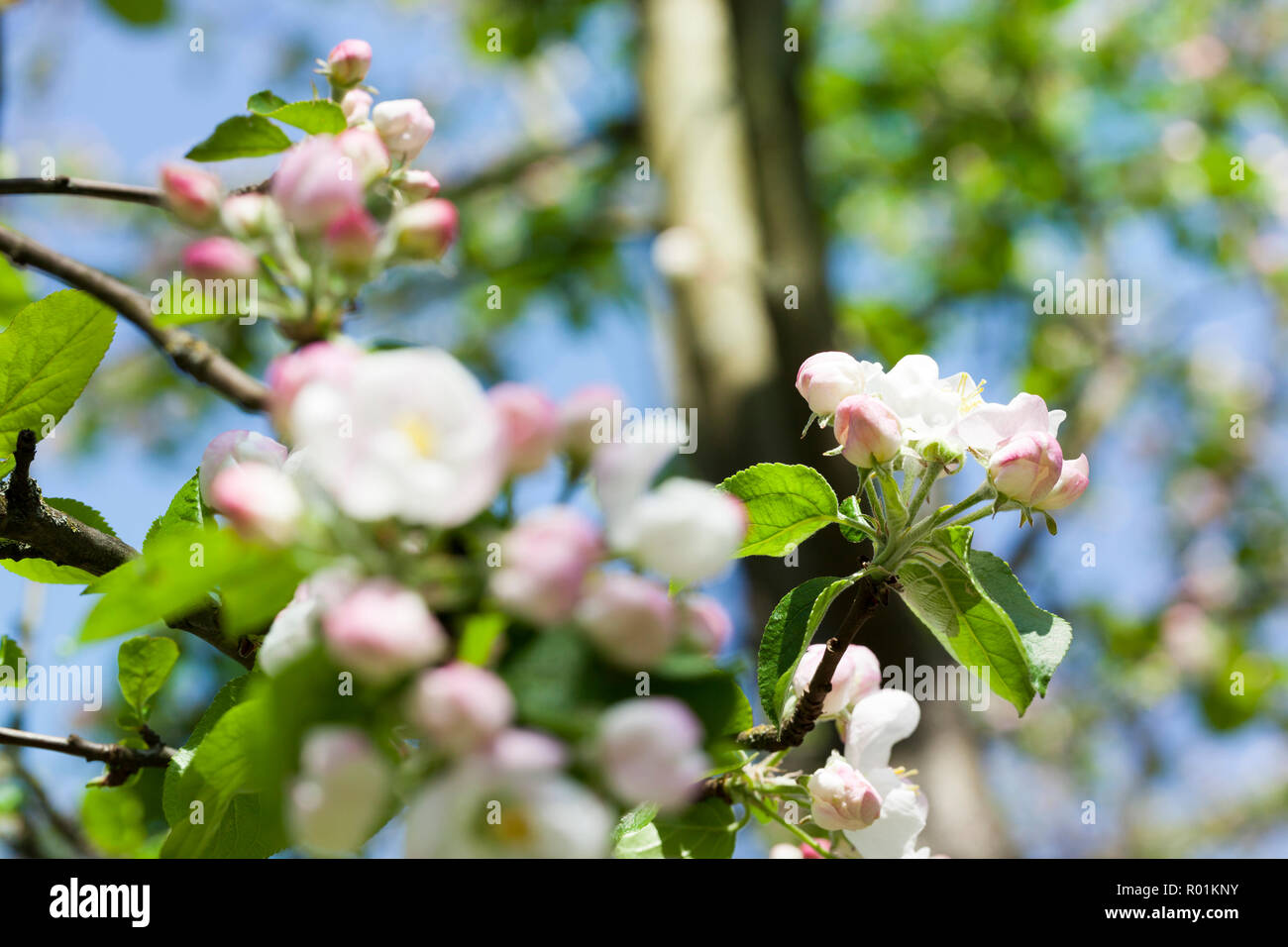 white pink fruit tree flowers in spring , plant details Stock Photo - Alamy