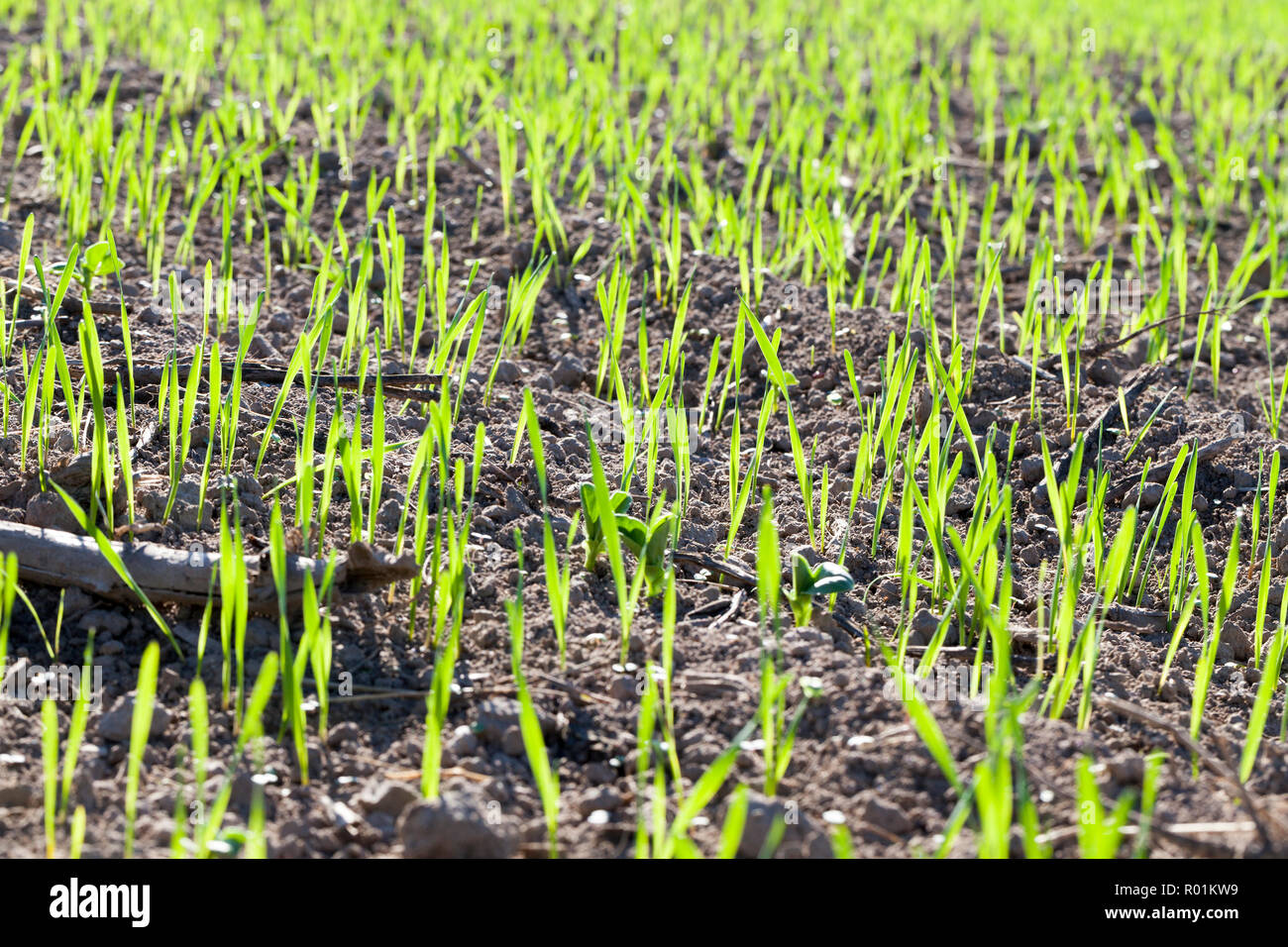 Grass sprouting hi-res stock photography and images - Alamy