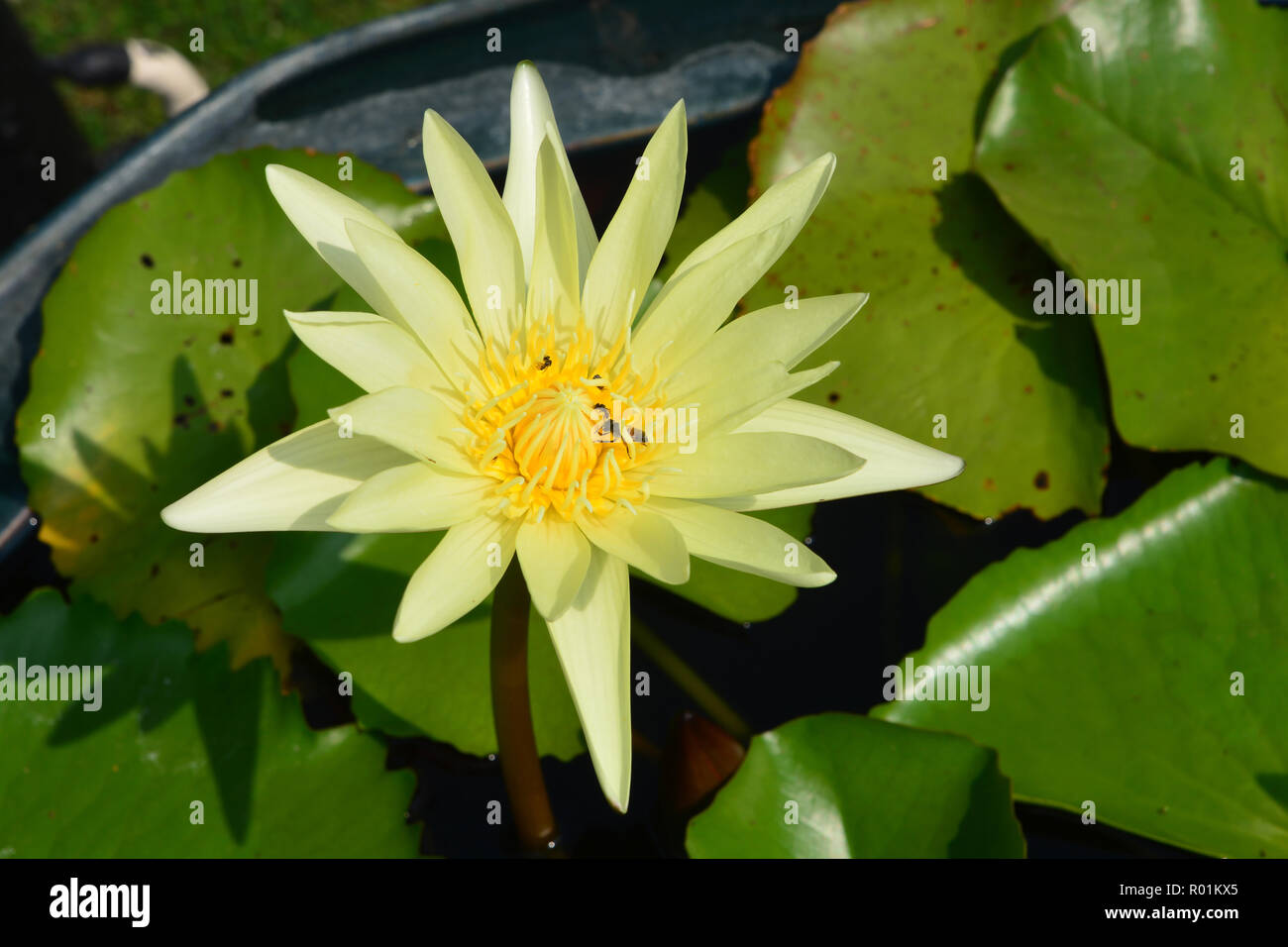 Lotus rare flower. Symbol of purity Stock Photo - Alamy