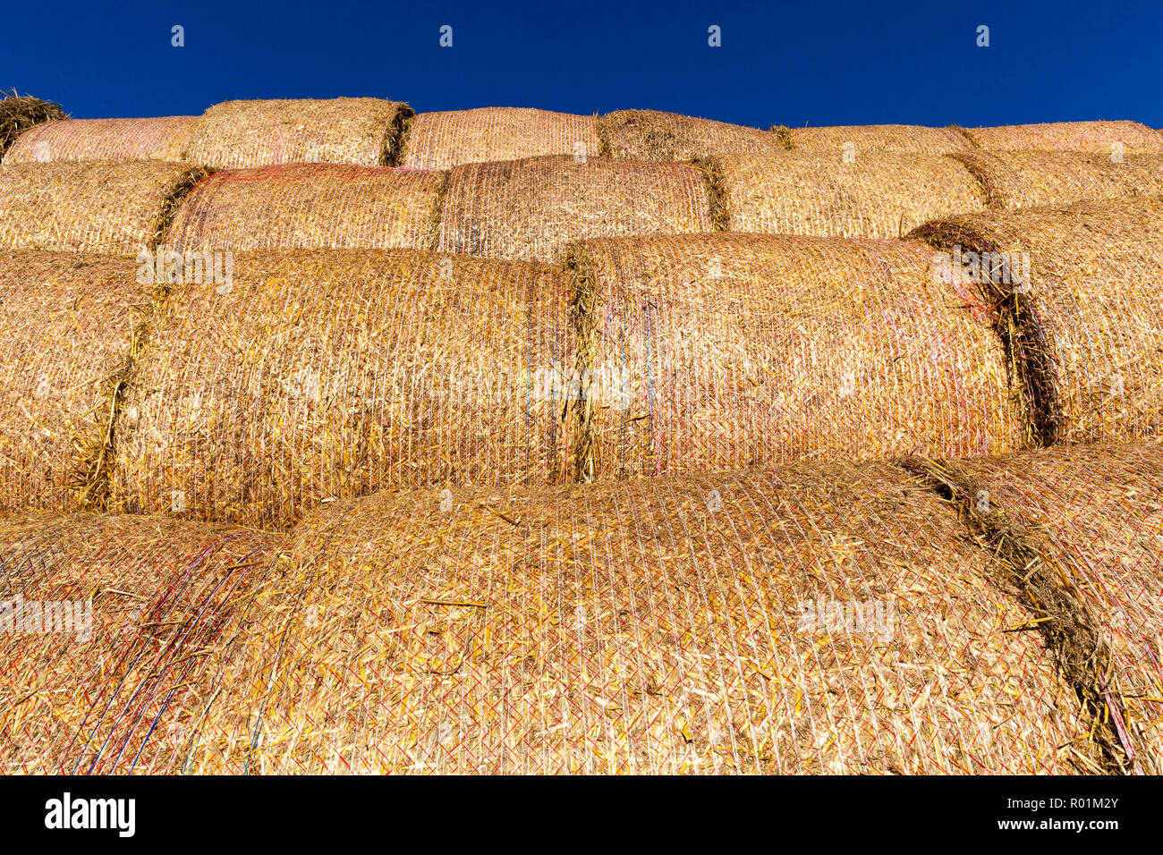 cylindrical stacks of straw folded into a huge pile Stock Photo - Alamy