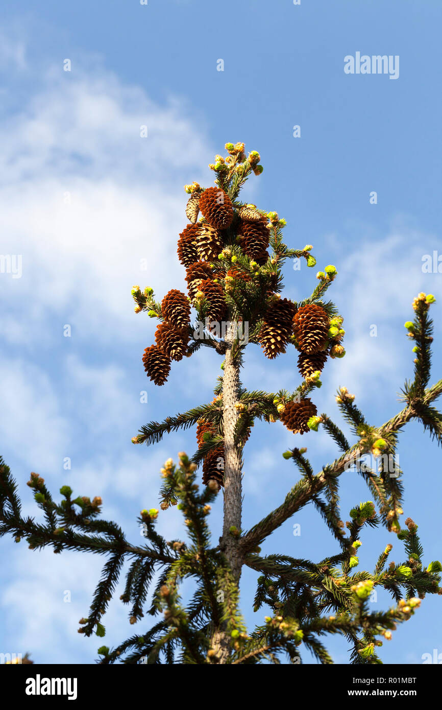 Top large blue spruce cones hi-res stock photography and images - Alamy