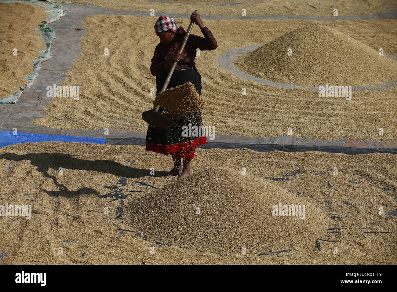 Bhaktapur, Nepal. 31st Oct, 2018. A Nepalese woman dries harvested rice ...