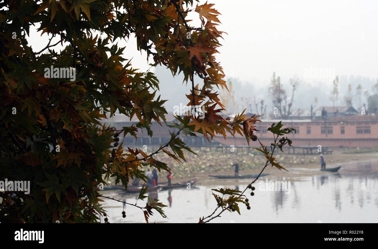 Chinar leaves hi-res stock photography and images - Alamy