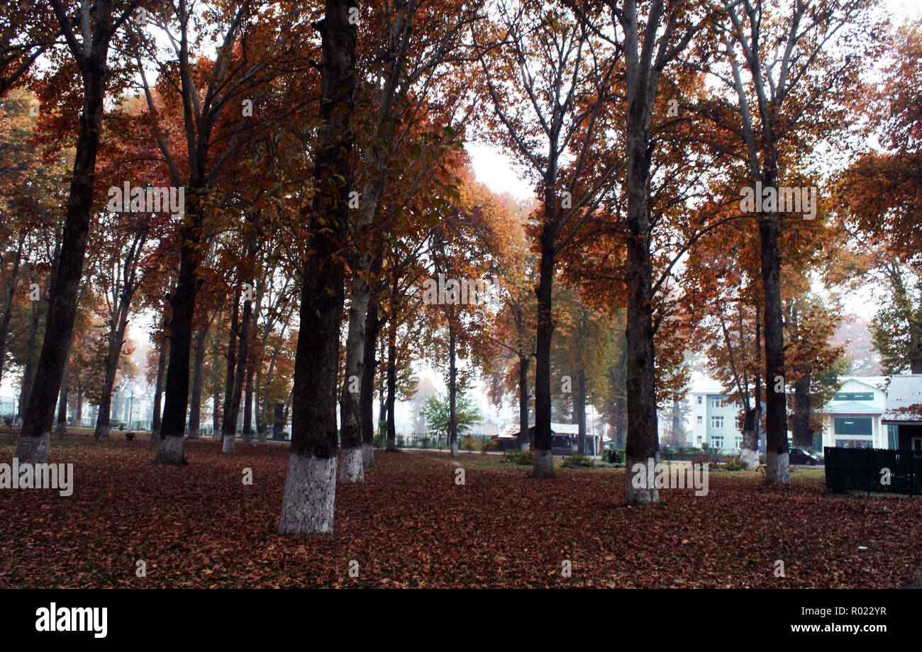 Chinar Tree Stock Photos & Chinar Tree Stock Images - Alamy