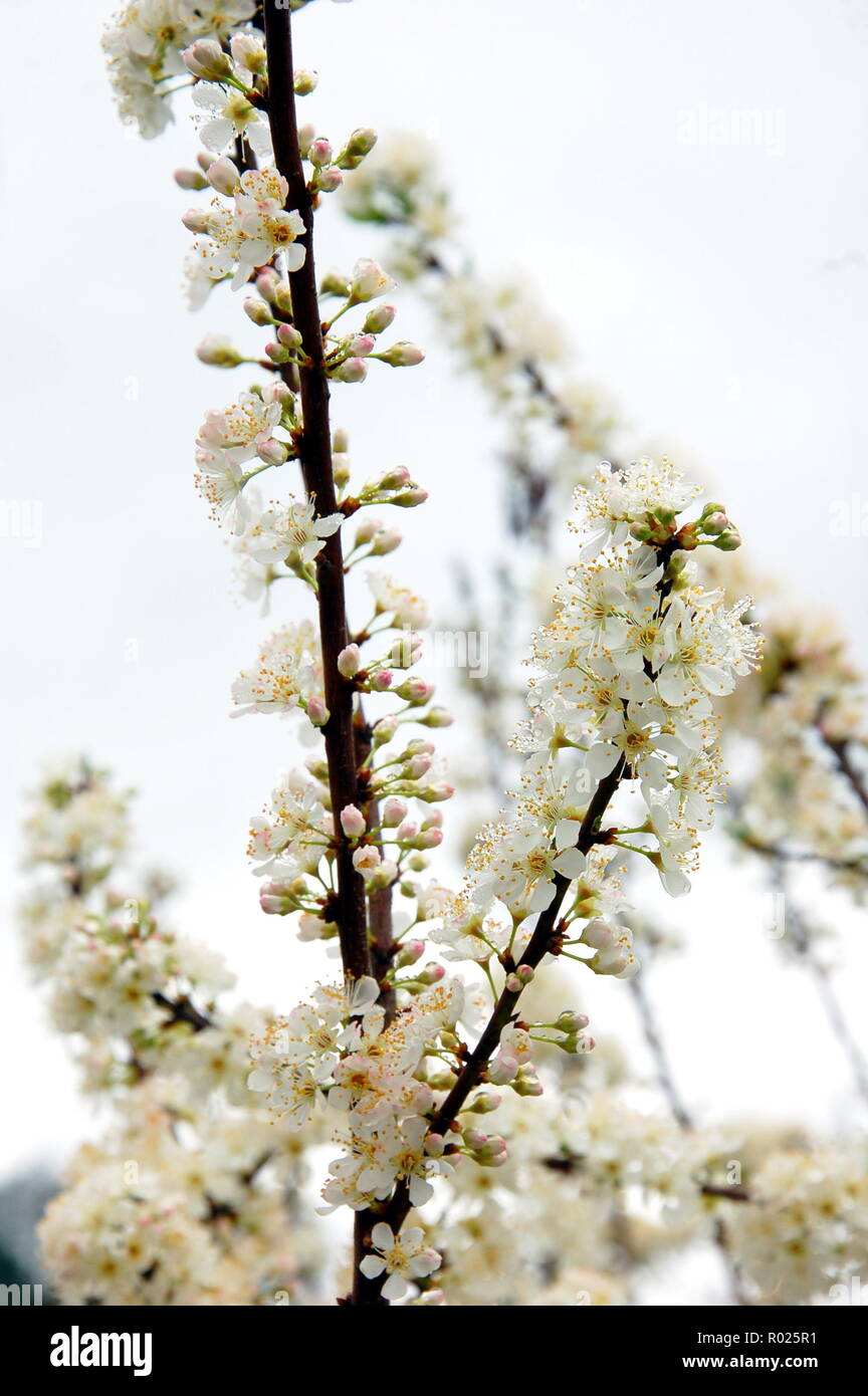 Pure white plum flower Stock Photo - Alamy