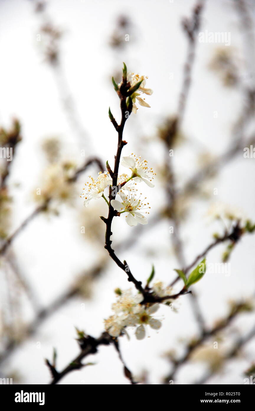 Pure white plum flower Stock Photo - Alamy