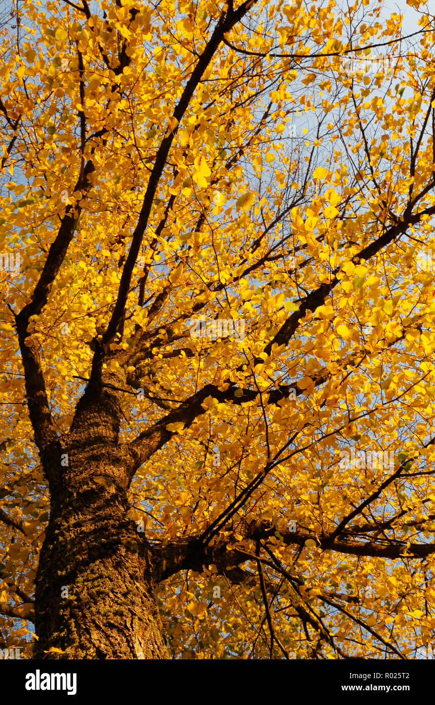 Yellow autumn color foliage Stock Photo - Alamy
