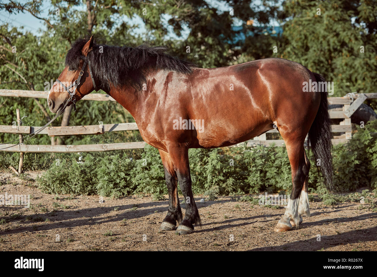 Handsome horse in the paddock. Farm. Ranch Stock Photo - Alamy