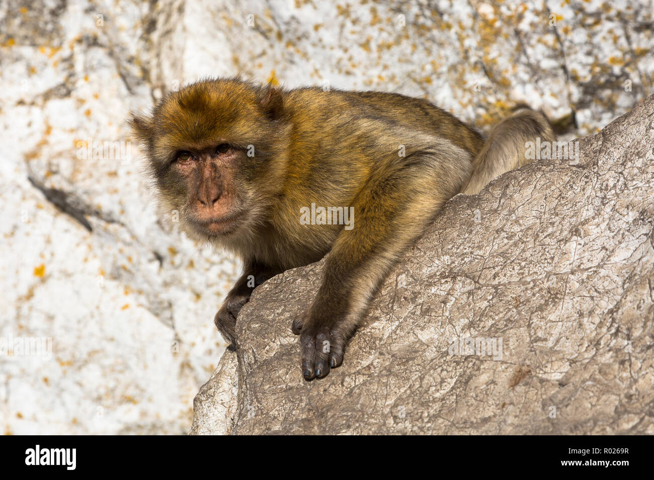 Tailless monkey hi-res stock photography and images - Alamy