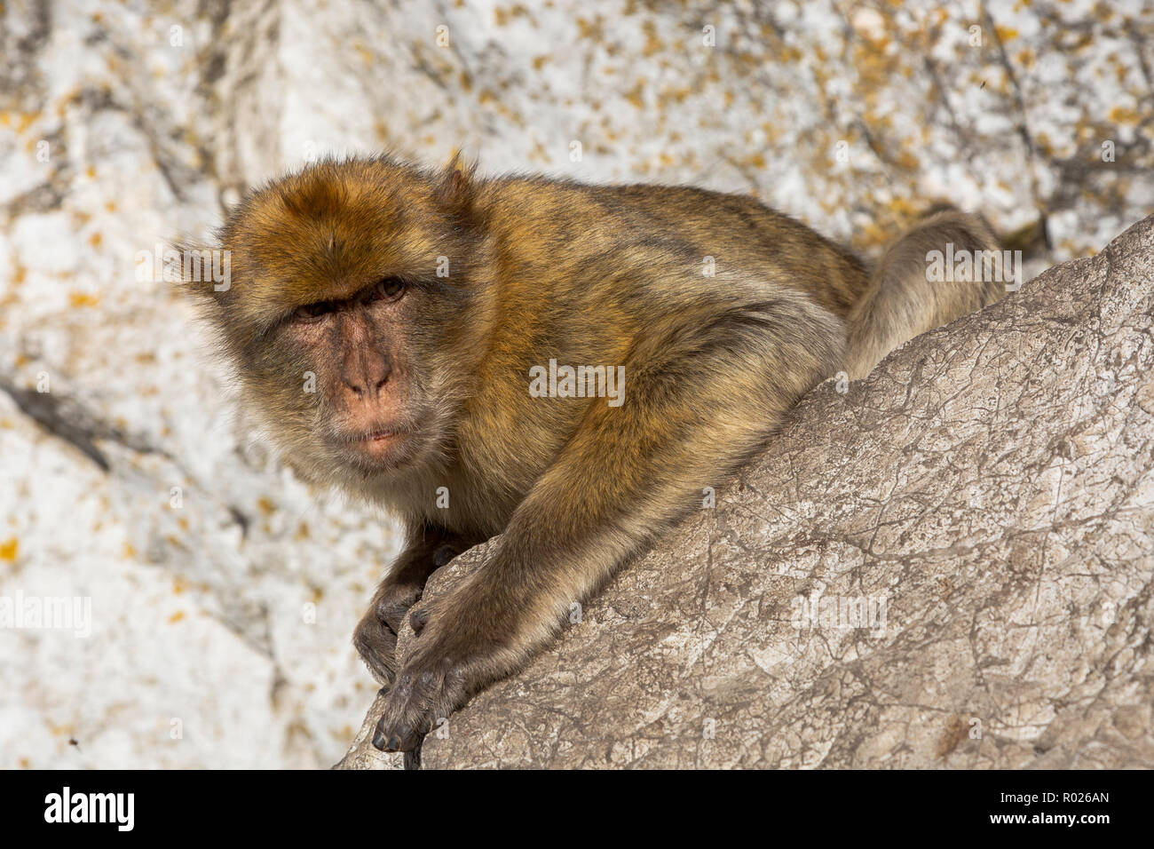 Tailless monkey hi-res stock photography and images - Alamy