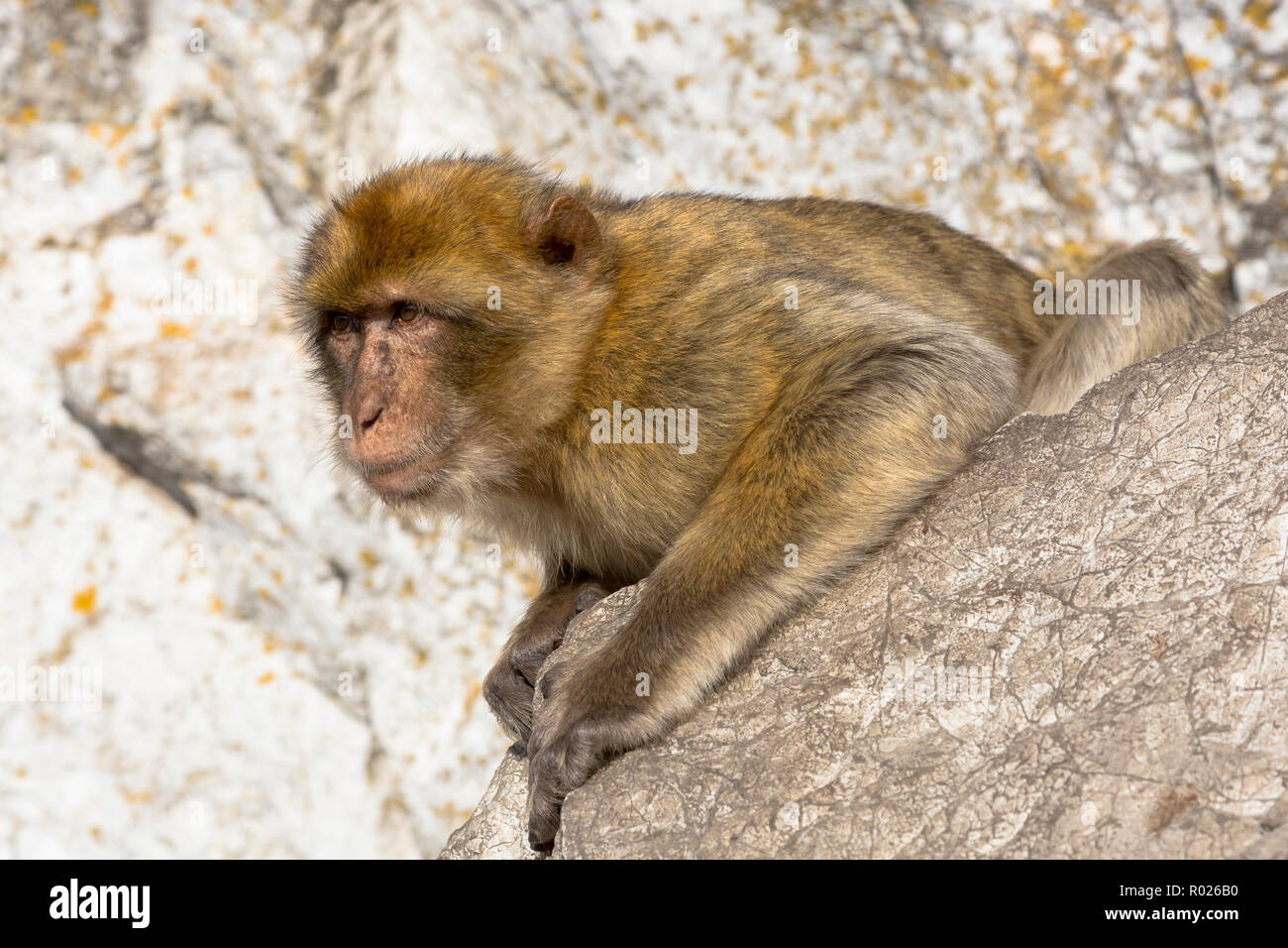 Adult male macaque monkey sitting on rocks of Signals Hill, part of the ...