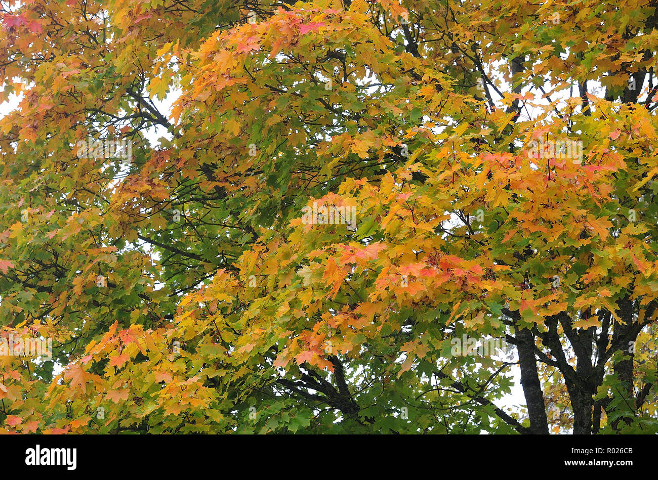 branches of a maple tree on misty autumn morning with colorful leaves ...