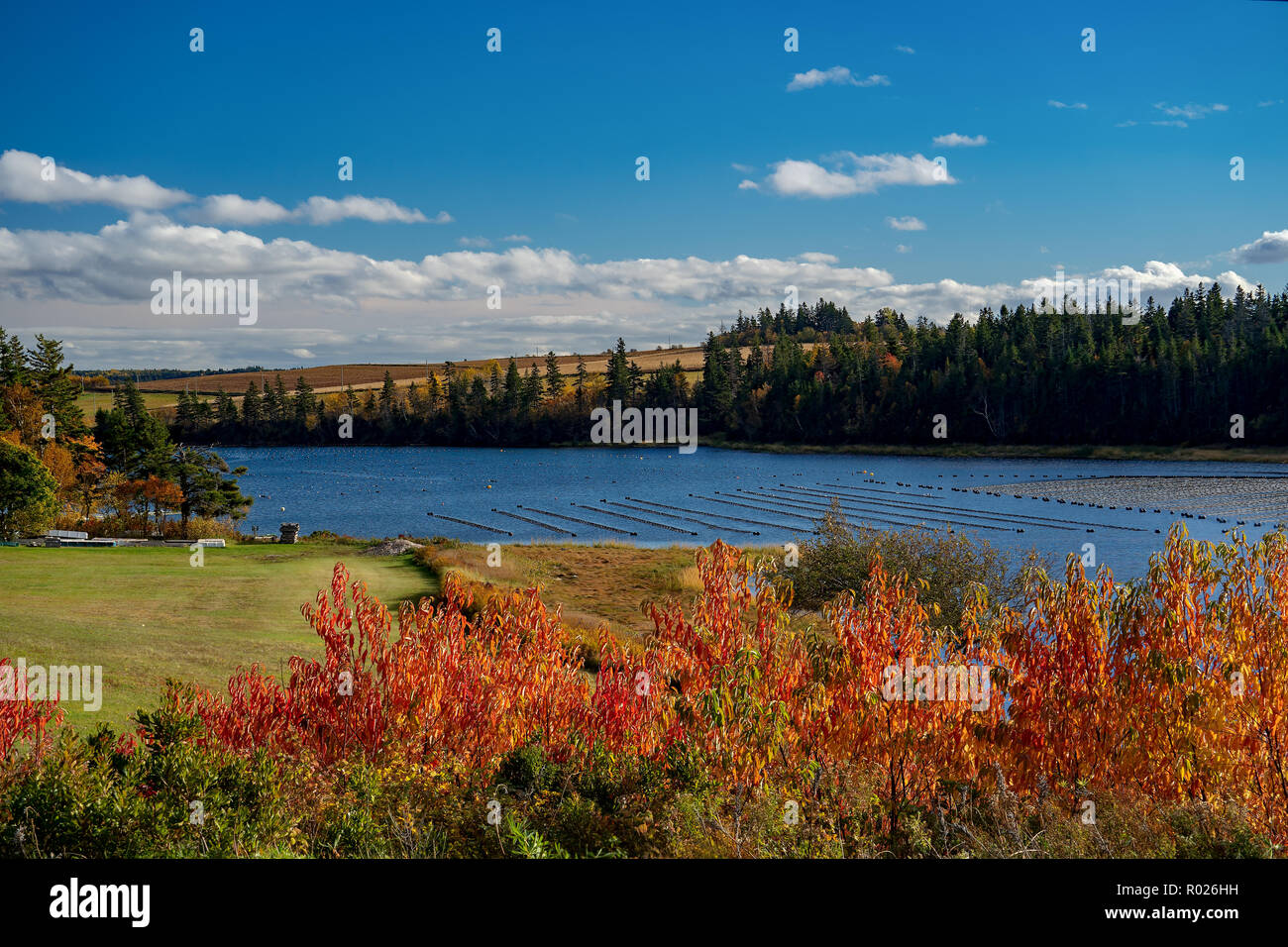 Fall foliage overlooking an oyster farm in rural Prince Edward Island ...