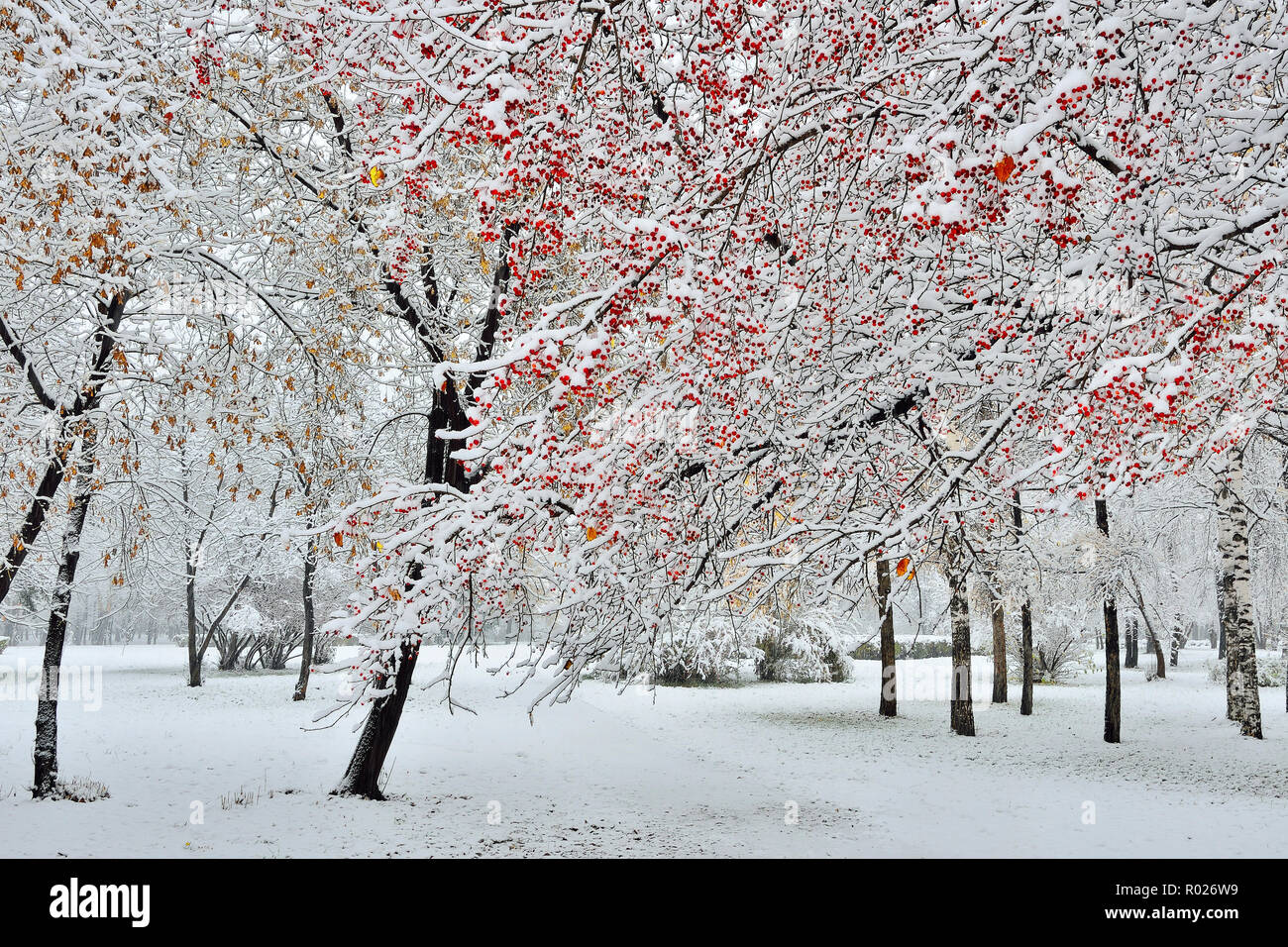Paradise fruits hi-res stock photography and images - Alamy