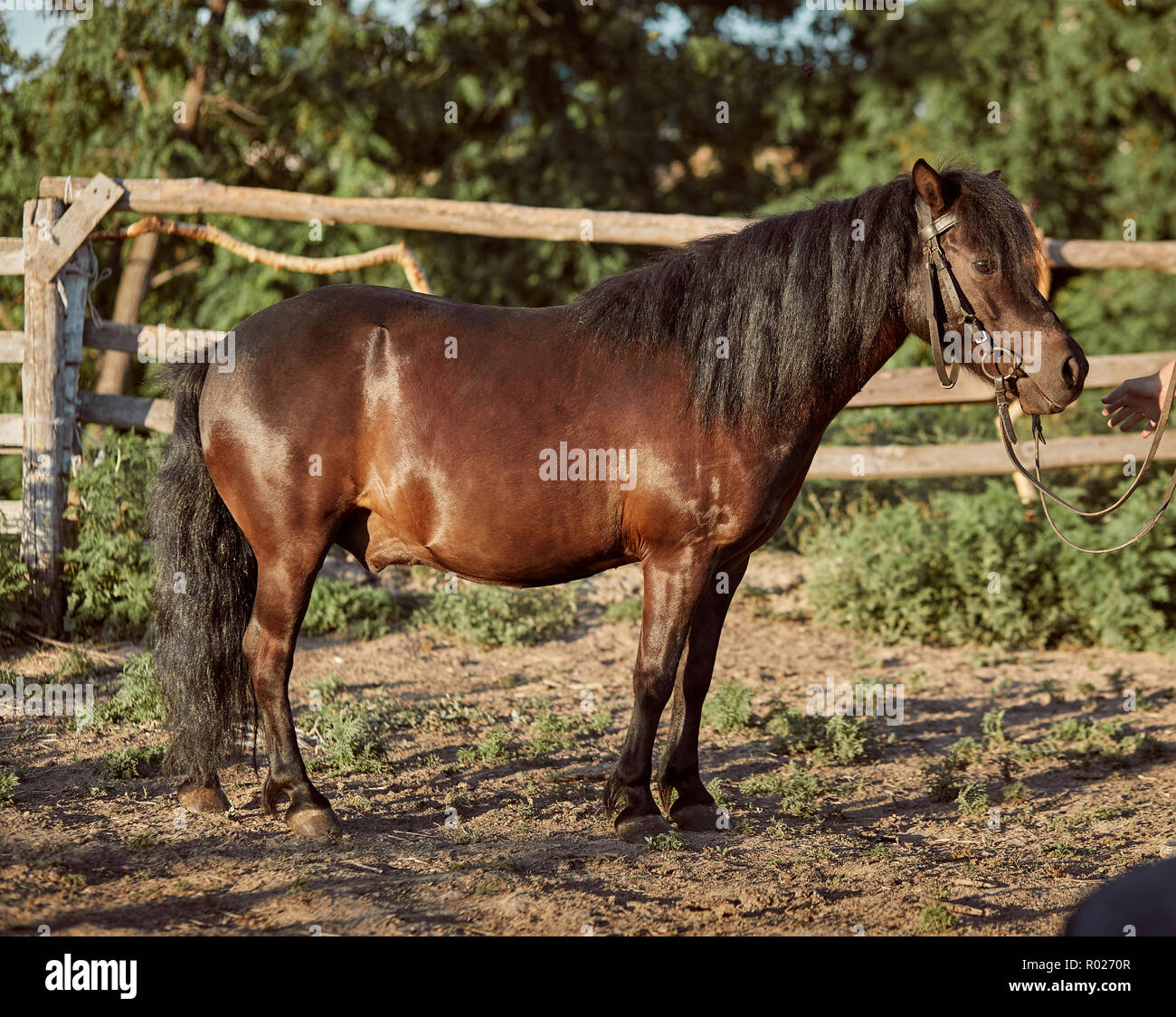 White horse standing in field sunshine hi-res stock photography and ...