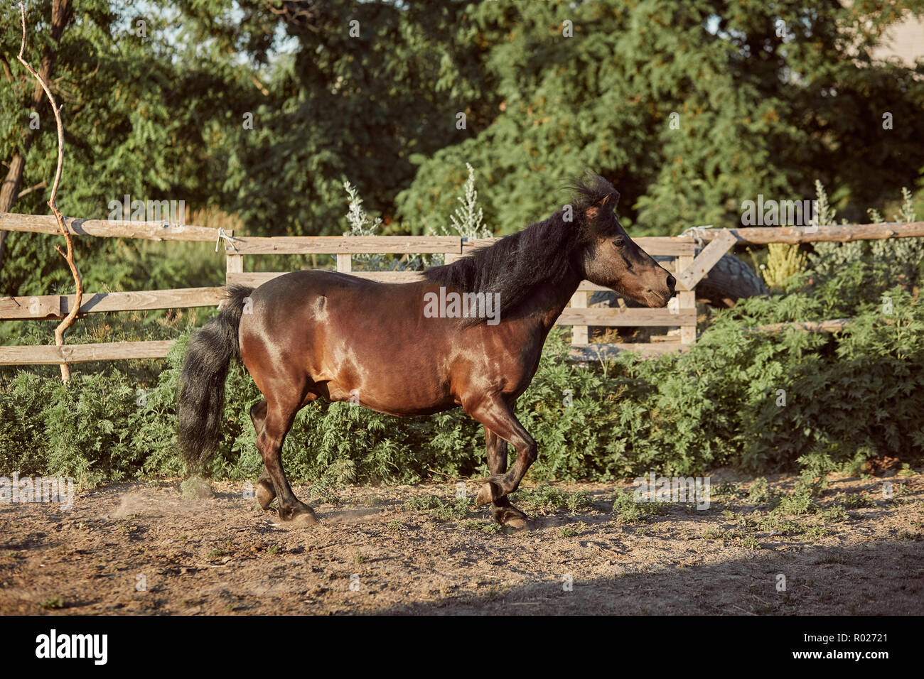 Tethered brown pony running in the paddock Stock Photo - Alamy