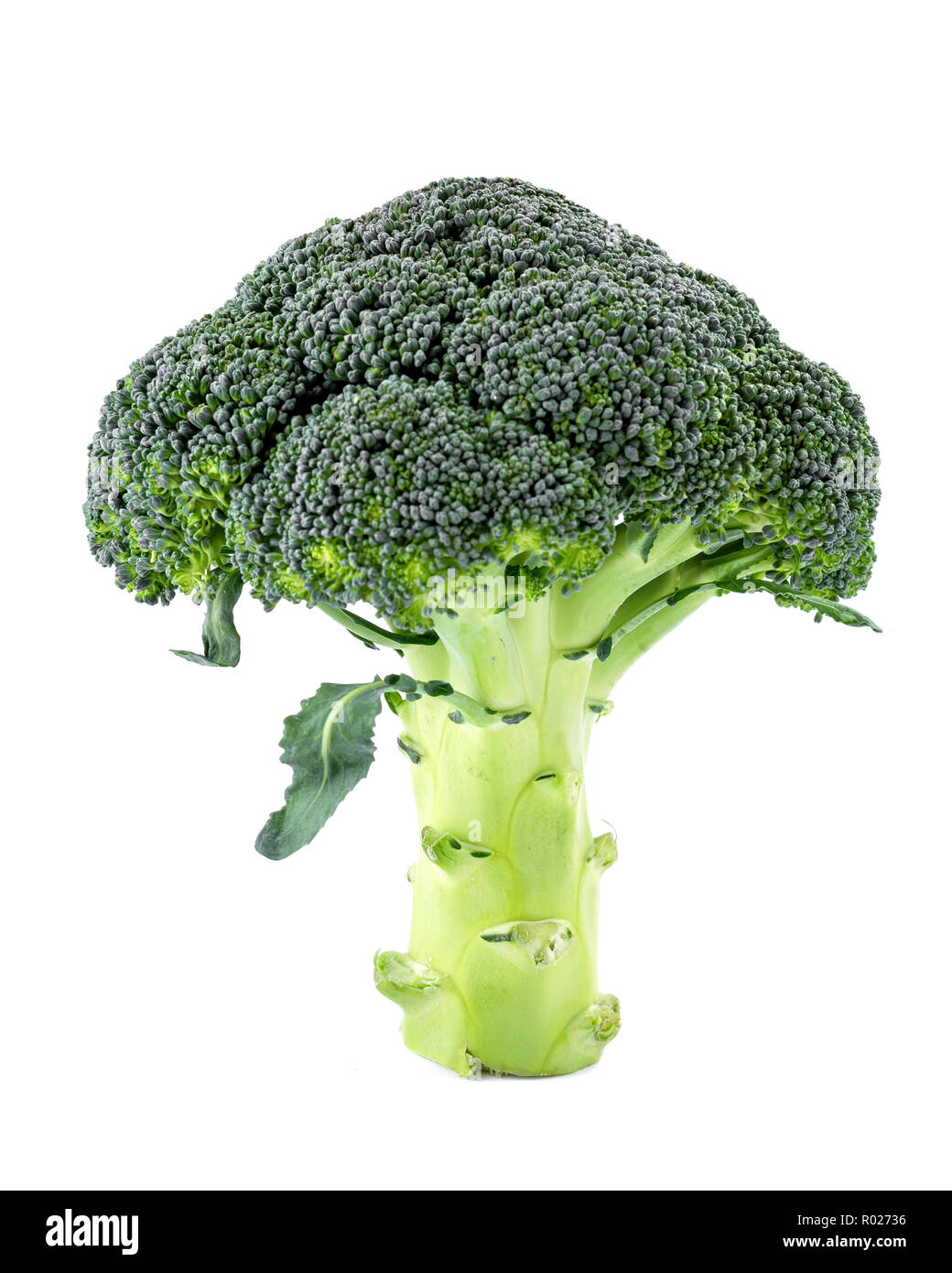 Broccoli vegetable on white standing Stock Photo - Alamy