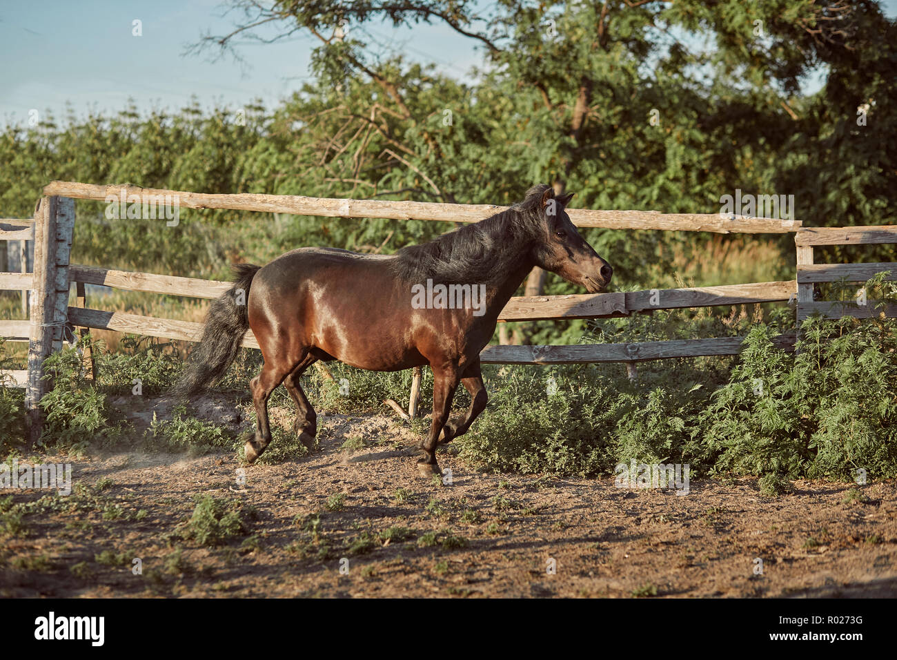 Tethered brown pony running in the paddock Stock Photo - Alamy