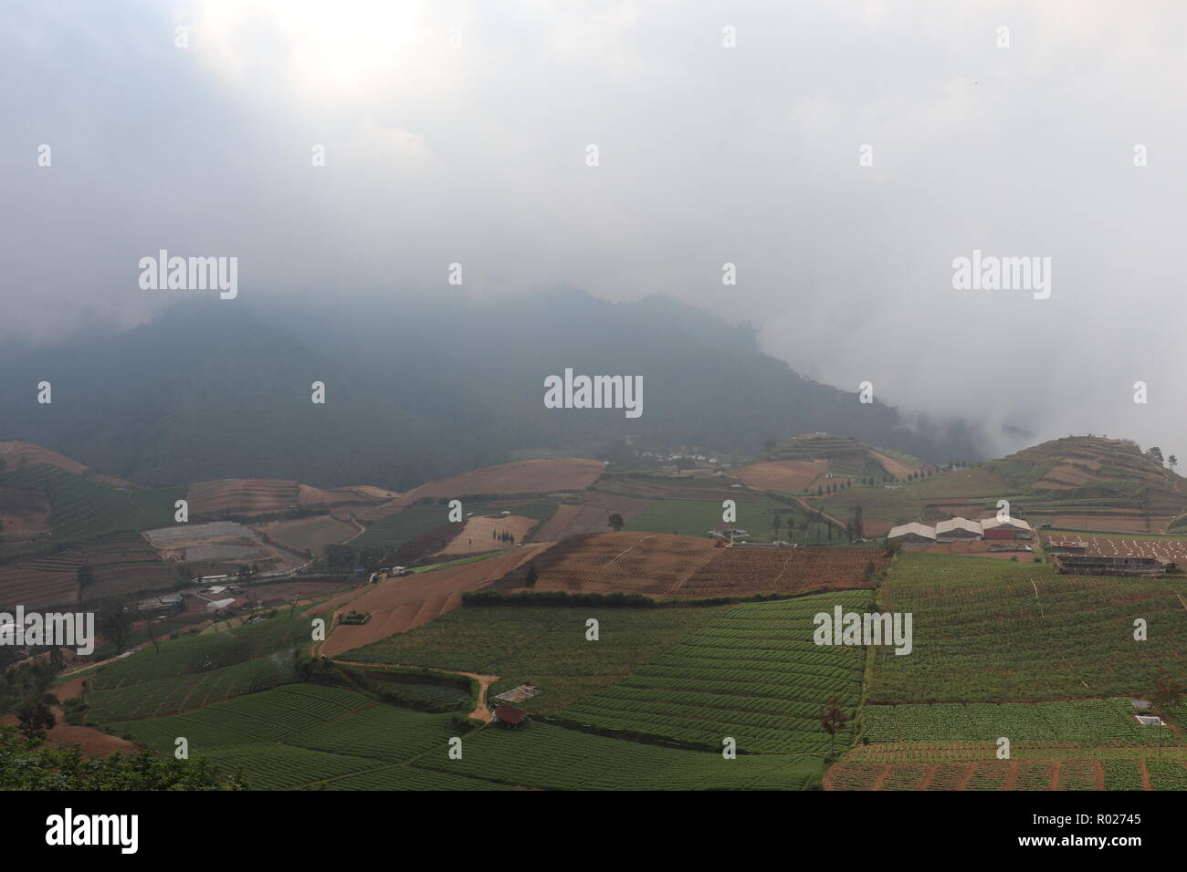 vegetable plantations with bumpy and beautiful land contours on the ...