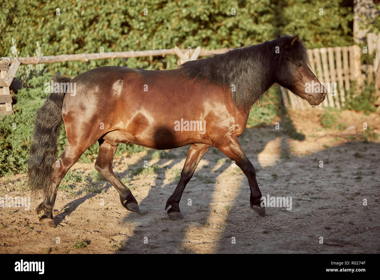 Tethered brown pony running in the paddock Stock Photo - Alamy