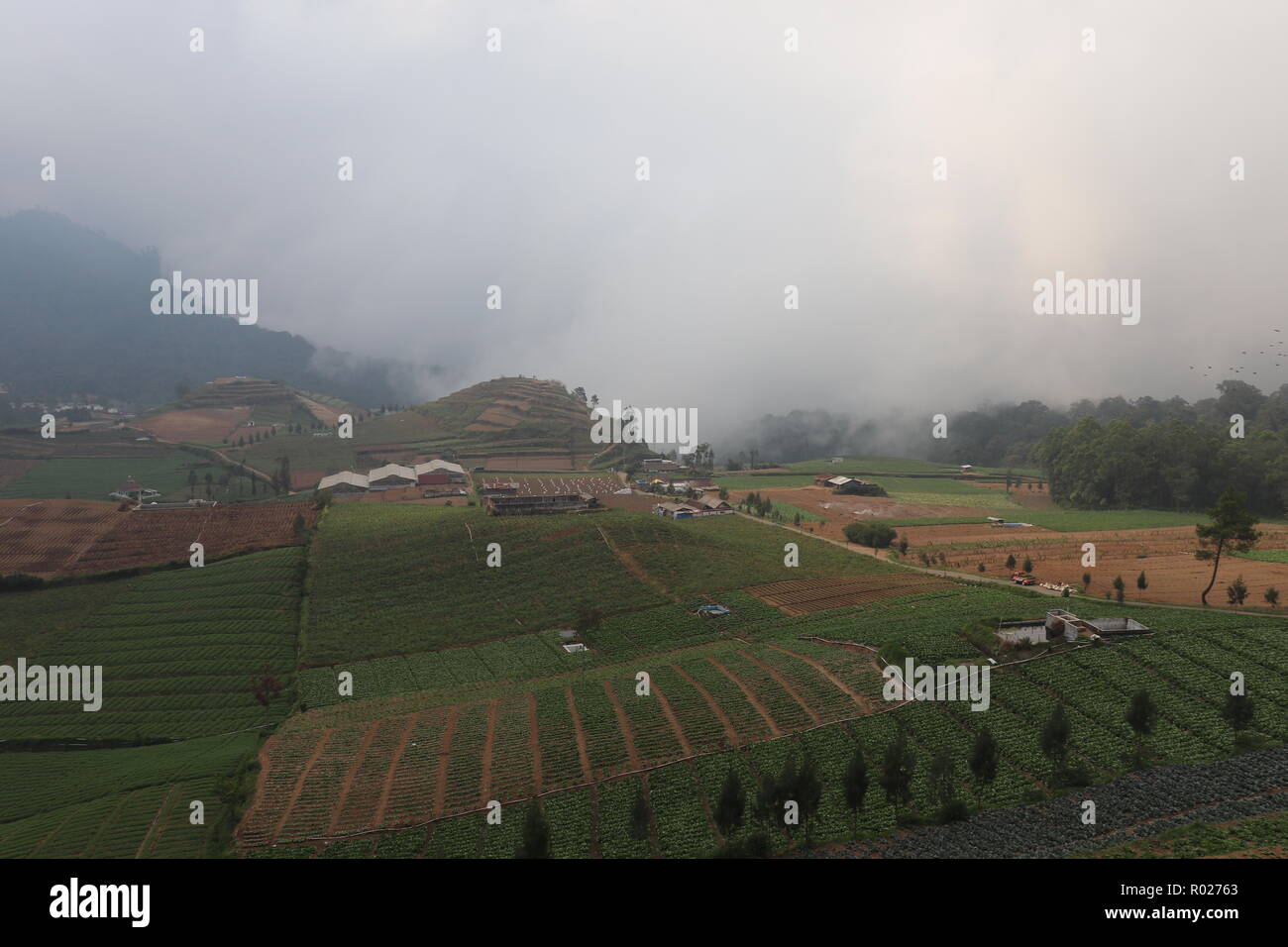 vegetable plantations with bumpy and beautiful land contours on the ...