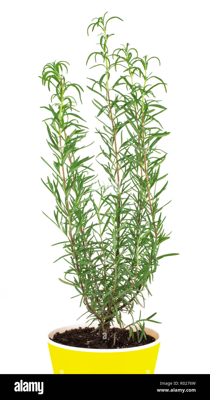 rosemary inside a yellow pot on white background, rosmarinus ...