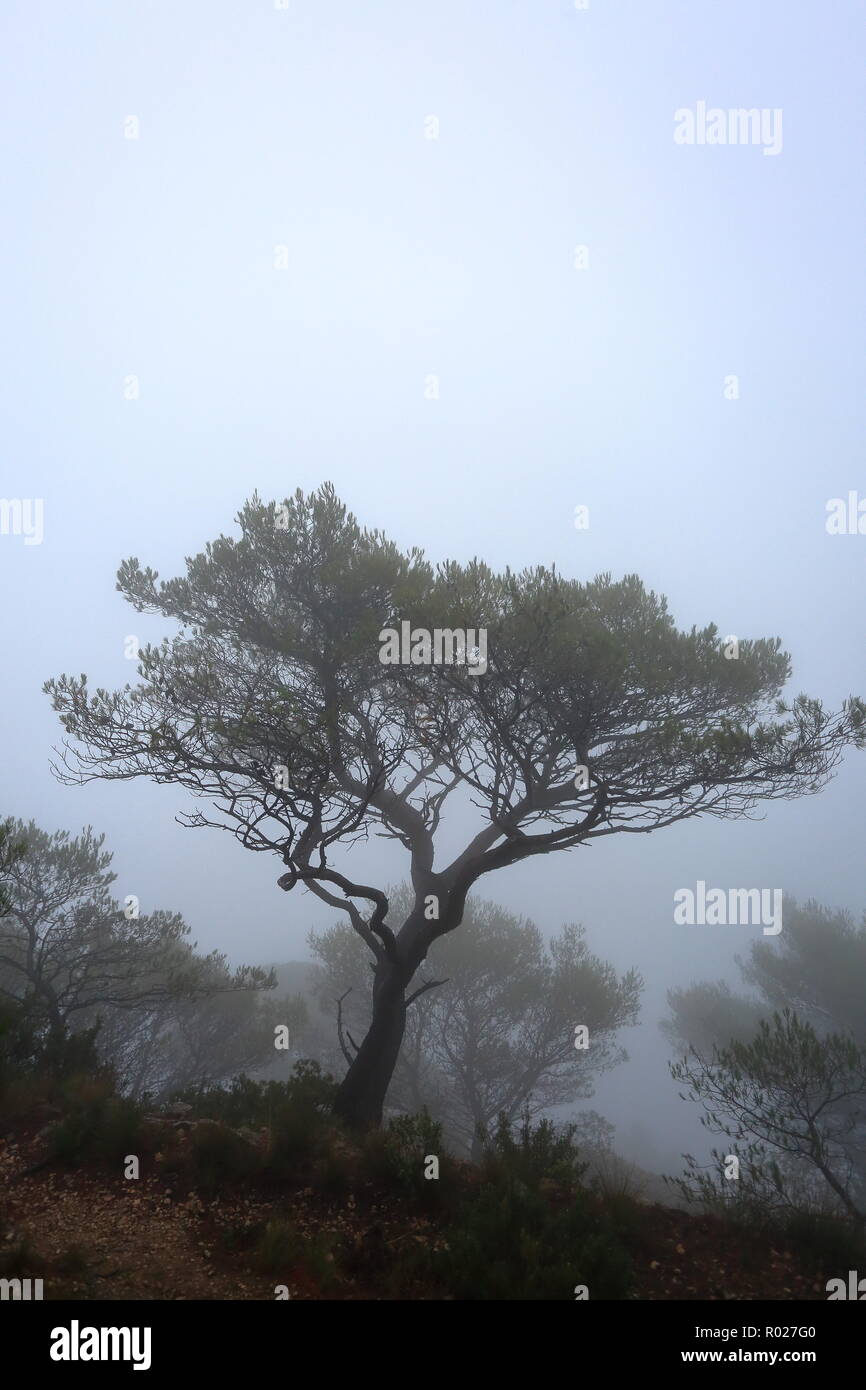 Vegetation foret hi-res stock photography and images - Alamy