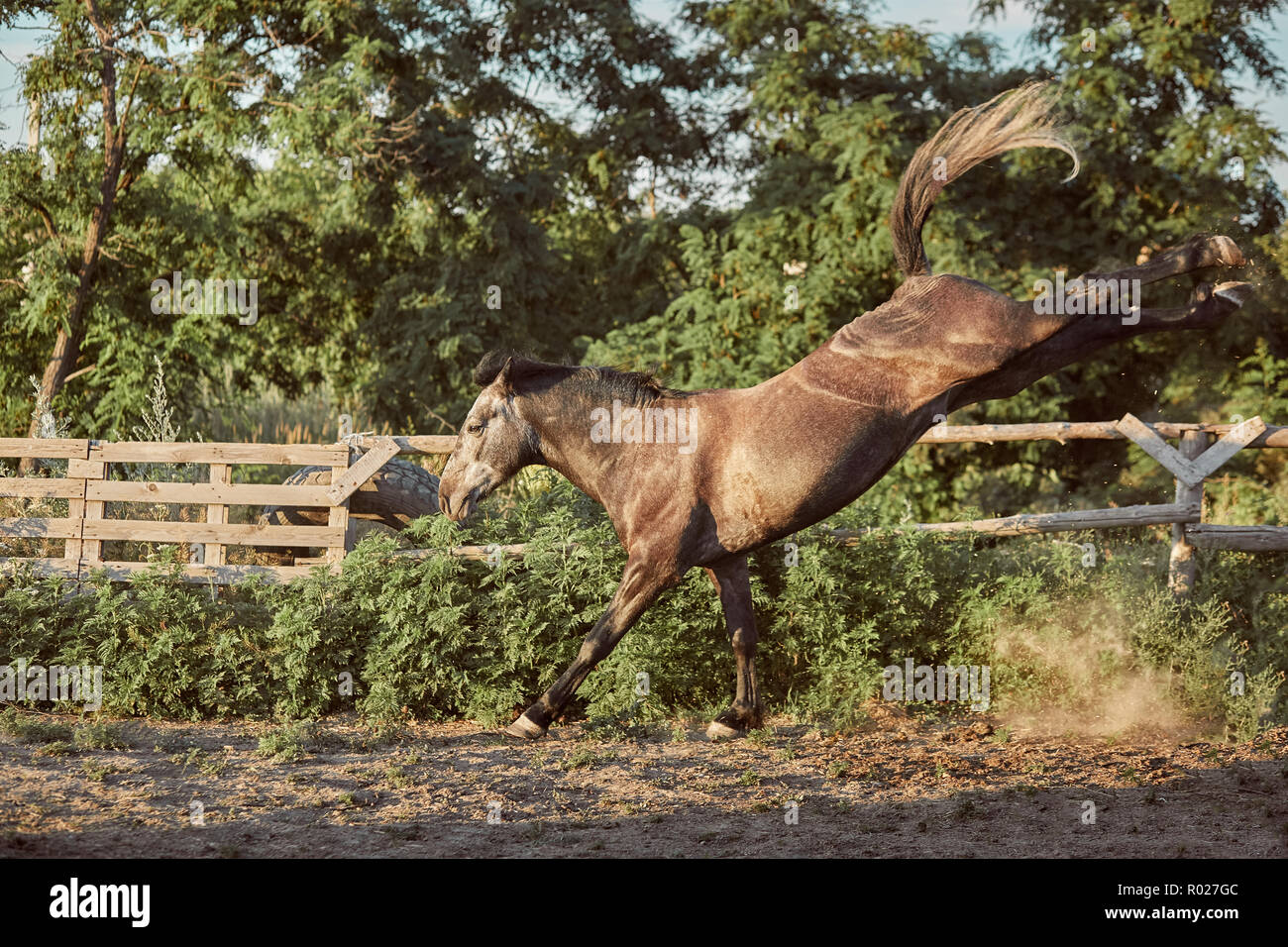 Horse running in the paddock on the sand in summer Stock Photo - Alamy