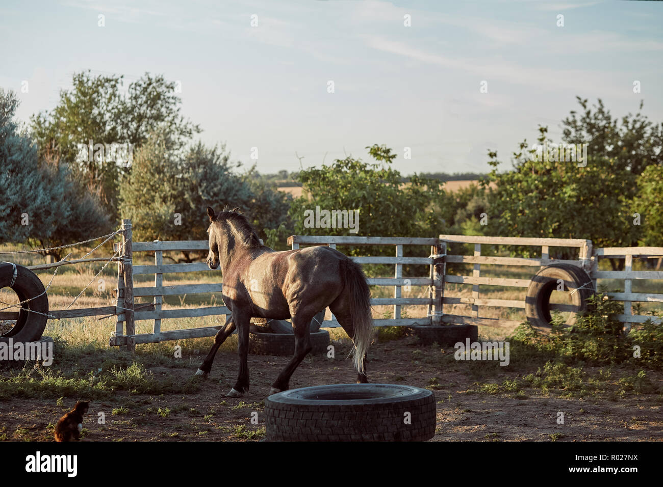 Horse running in the paddock on the sand in summer Stock Photo - Alamy