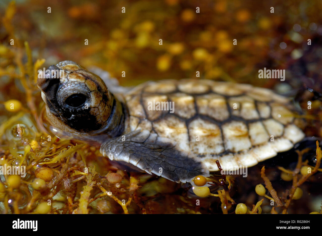 Loggerhead sea turtle (Caretta caretta) hatchling in Sargassum weed ...