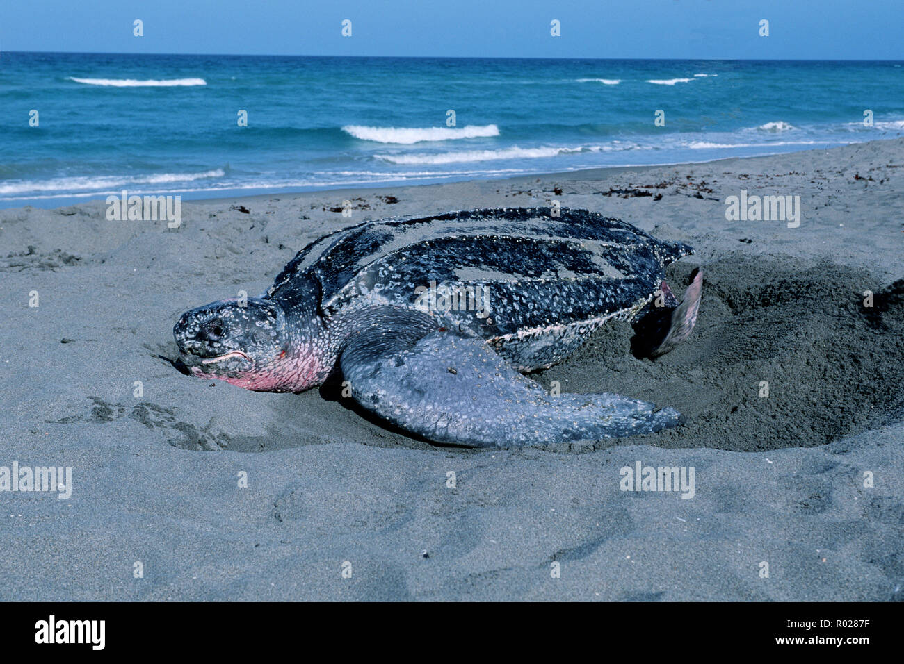 The Leatherback Turtle, Dermochelys coriacea, is a deep-diving, open ...