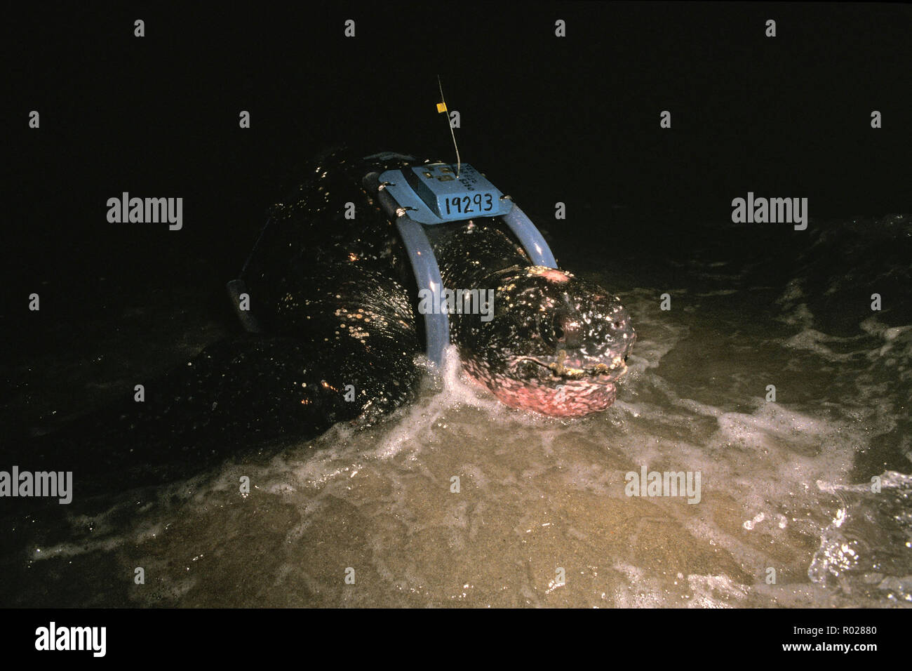 Leatherback Turtle with satellite tag, Dermochelys coriacea, Florida ...