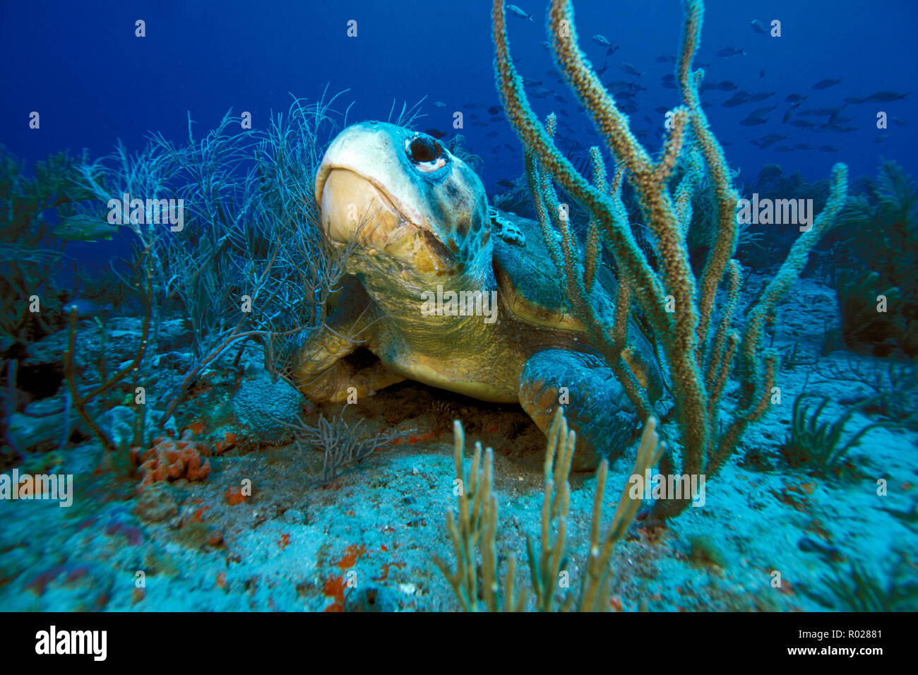 Loggerhead turtles, Caretta caretta, Florida, Atlantic Ocean Stock ...