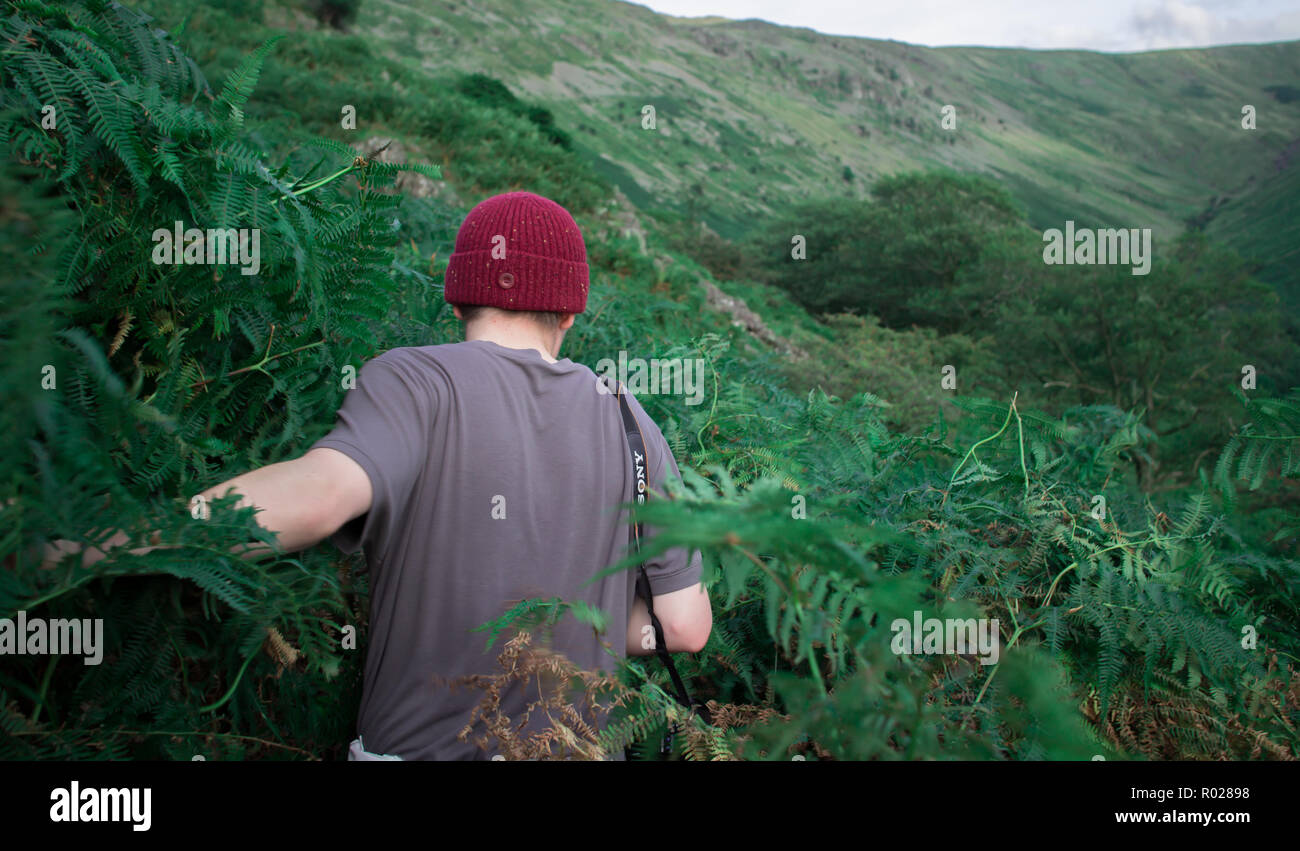 Man Walking Away Through Bushes In The UK Lake District Stock Photo - Alamy