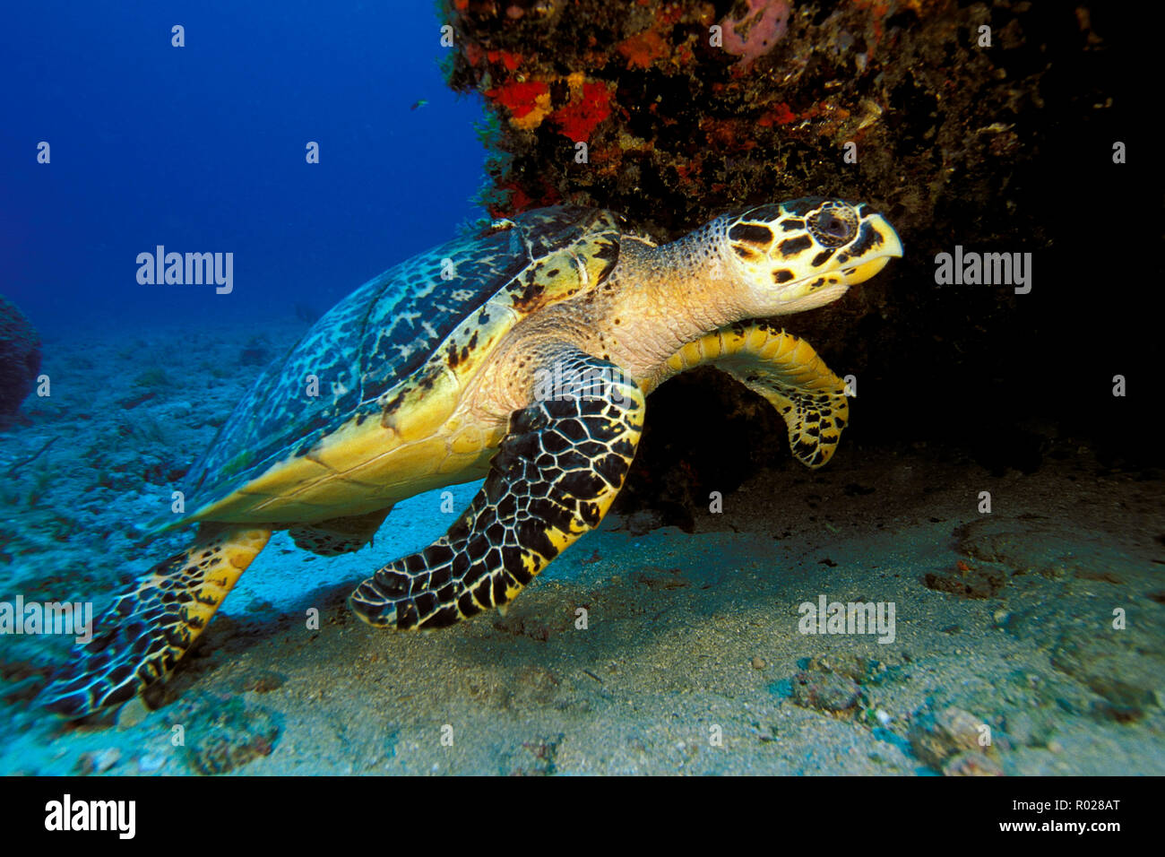 Hawksbill turtle, Eretmochelys imbricata, Florida, Atlantic Ocean Stock ...