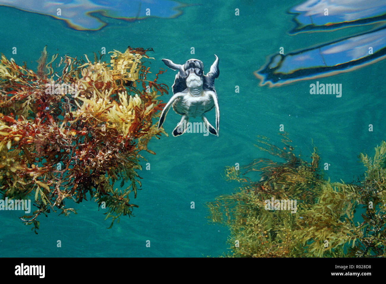 Green sea turtle predators hi-res stock photography and images - Alamy