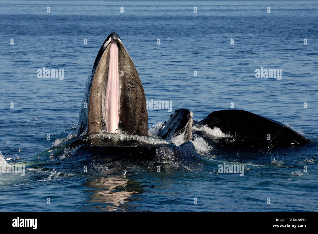 Humpback whale (Megaptera novaeangliae) bubble-net feeding, Clarence ...