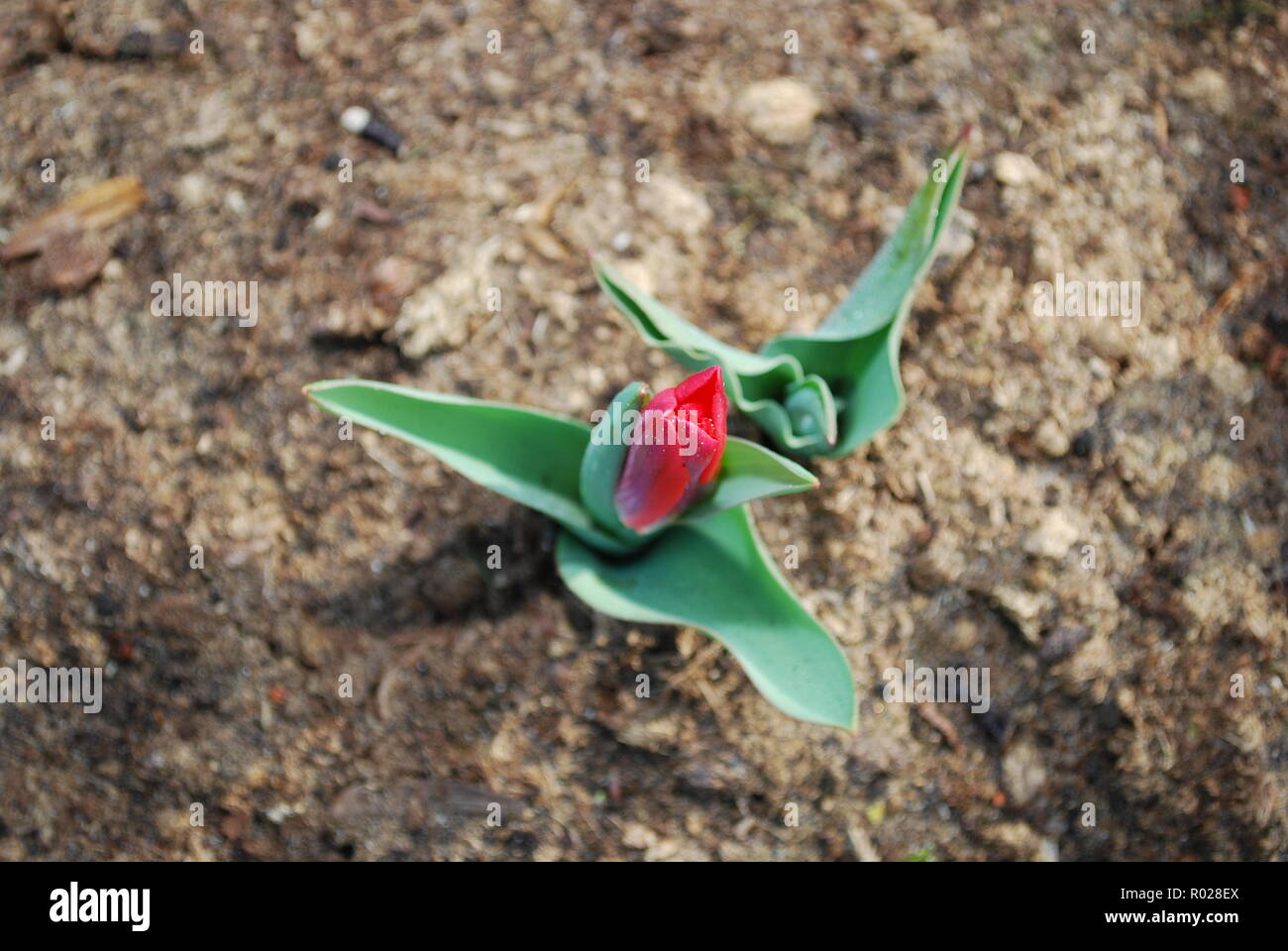 Kaufmanniana tulip Scarlet Baby grow in the flowerbed. Spring time in ...
