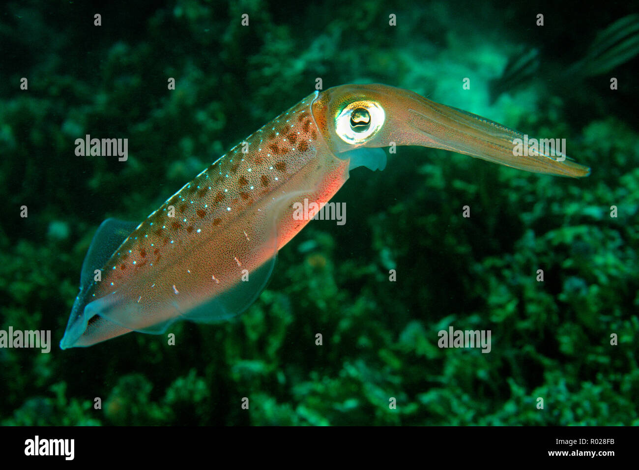 Caribbean reef squid, Sepioteuthis sepioidea, Venezuela. Atlantic Ocean ...