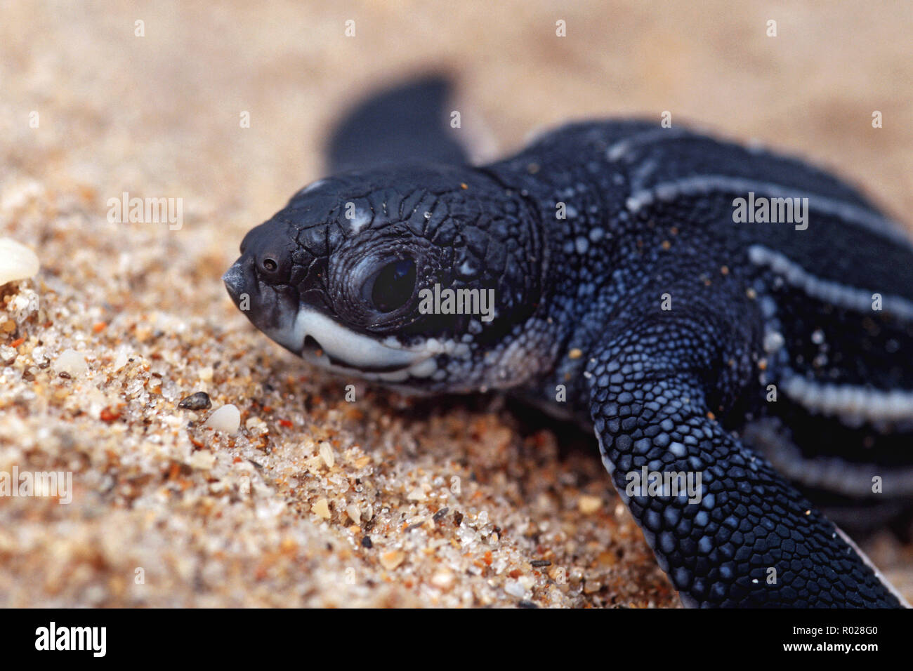 The Leatherback Turtle, Dermochelys coriacea, is an open ocean resident ...