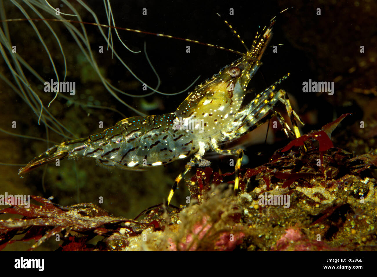 Dock shrimp, Pandalus danae, California, Pacific Ocean Stock Photo - Alamy