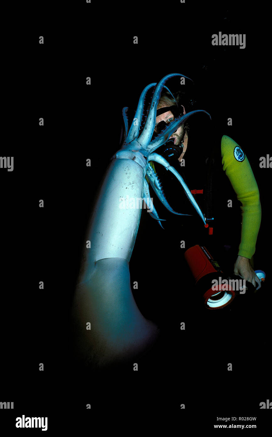 Humboldt squid (Dosidicus gigas) with diver, Sea of Cortez, Mexico Stock Photo - Alamy