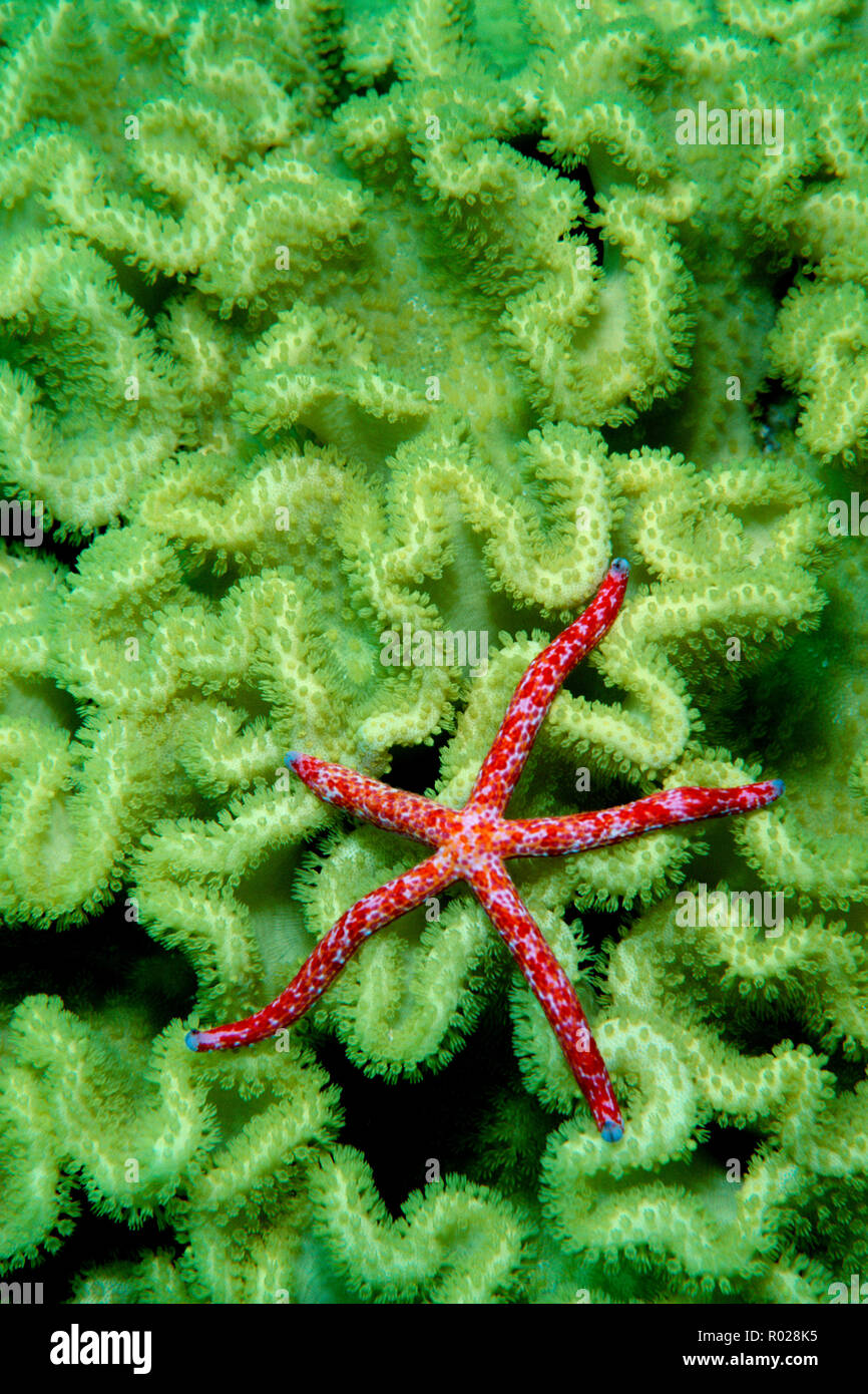 Sea star, Linckia multiflora, Fiji, Pacific Ocean Stock Photo - Alamy