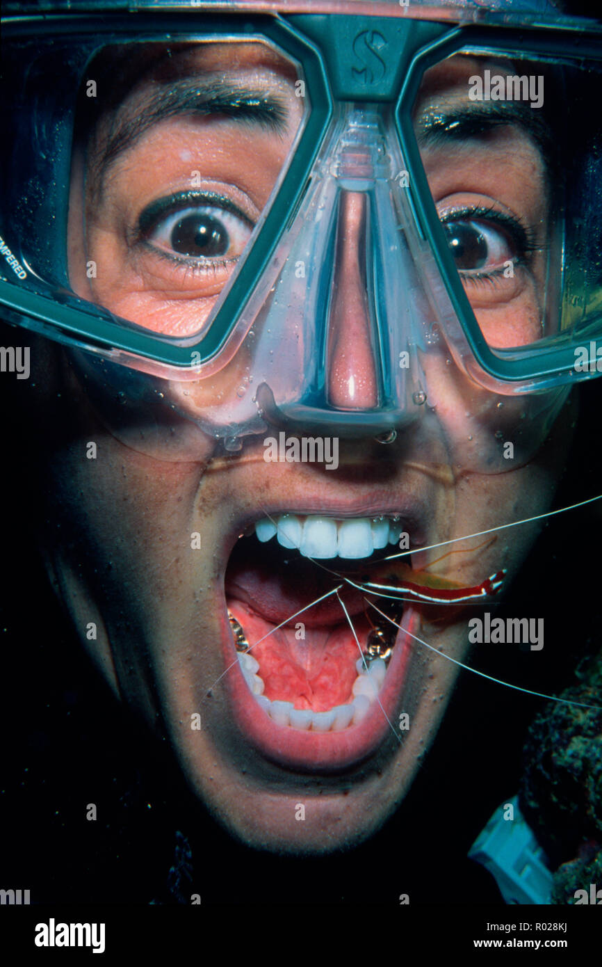 Cleaner shrimp diver hi-res stock photography and images - Alamy