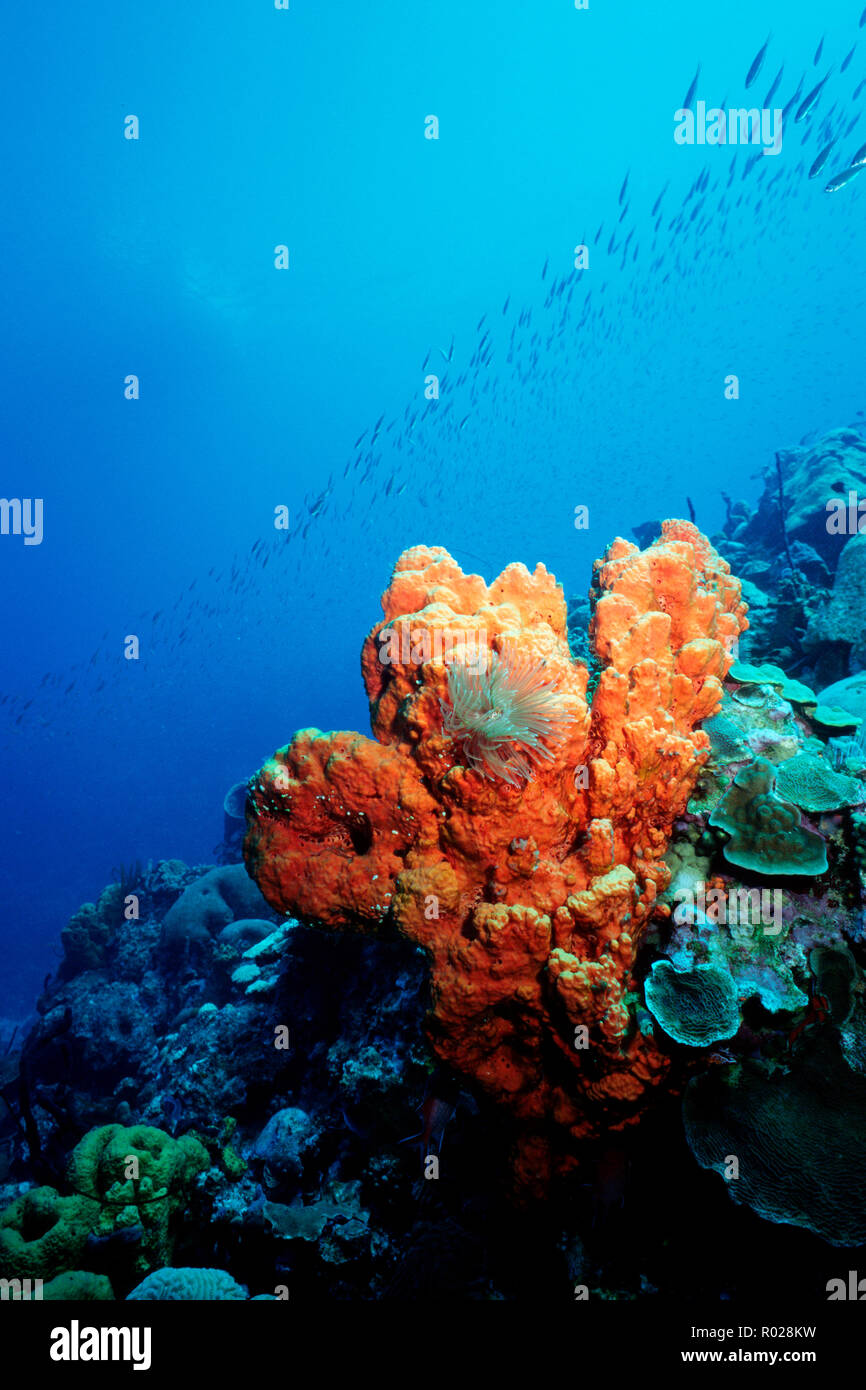 Branching tube sponge, Pseudoceratina crassa, grows in clusters and is ...