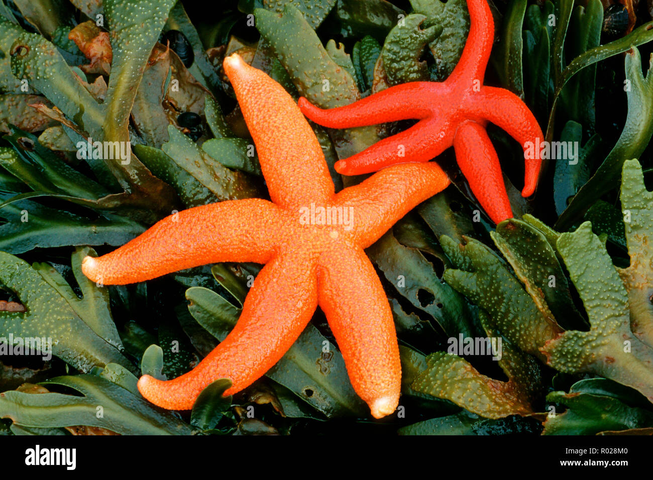 Blood star, Henricia leviuscula, Alaska, Pacific Ocean Stock Photo - Alamy