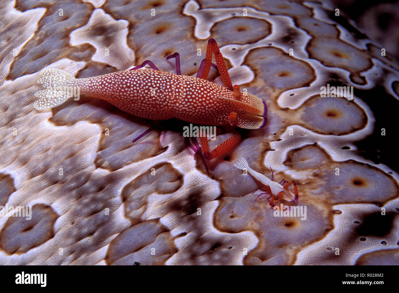 Emperor shrimp, Periclimenes imperator, Fiji, Pacific Ocean Stock Photo ...