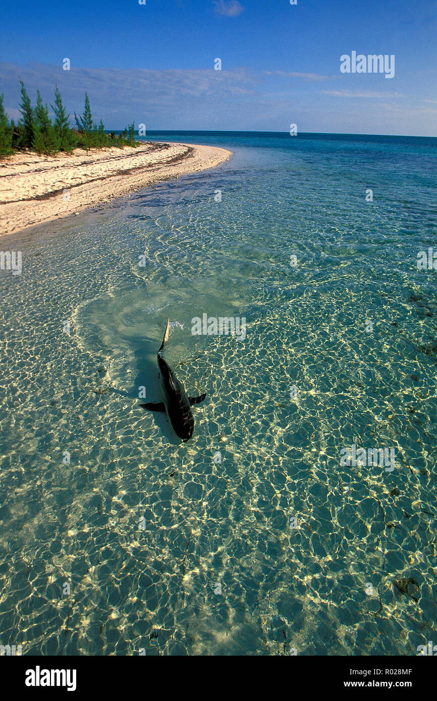 Blacktip shark, Carcharhinus limbatus, Bahamas, Atlantic Ocean Stock ...