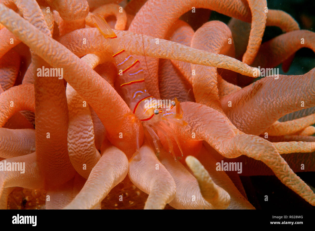 Candy stripe shrimp, Lebbeus grandimanus, on Crimson anemone, Alaska ...